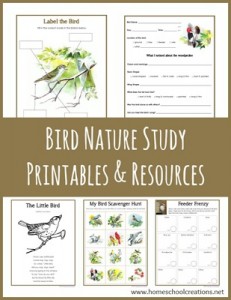 Learning Activities for Look Up! Bird-Watching in Your Own Backyard